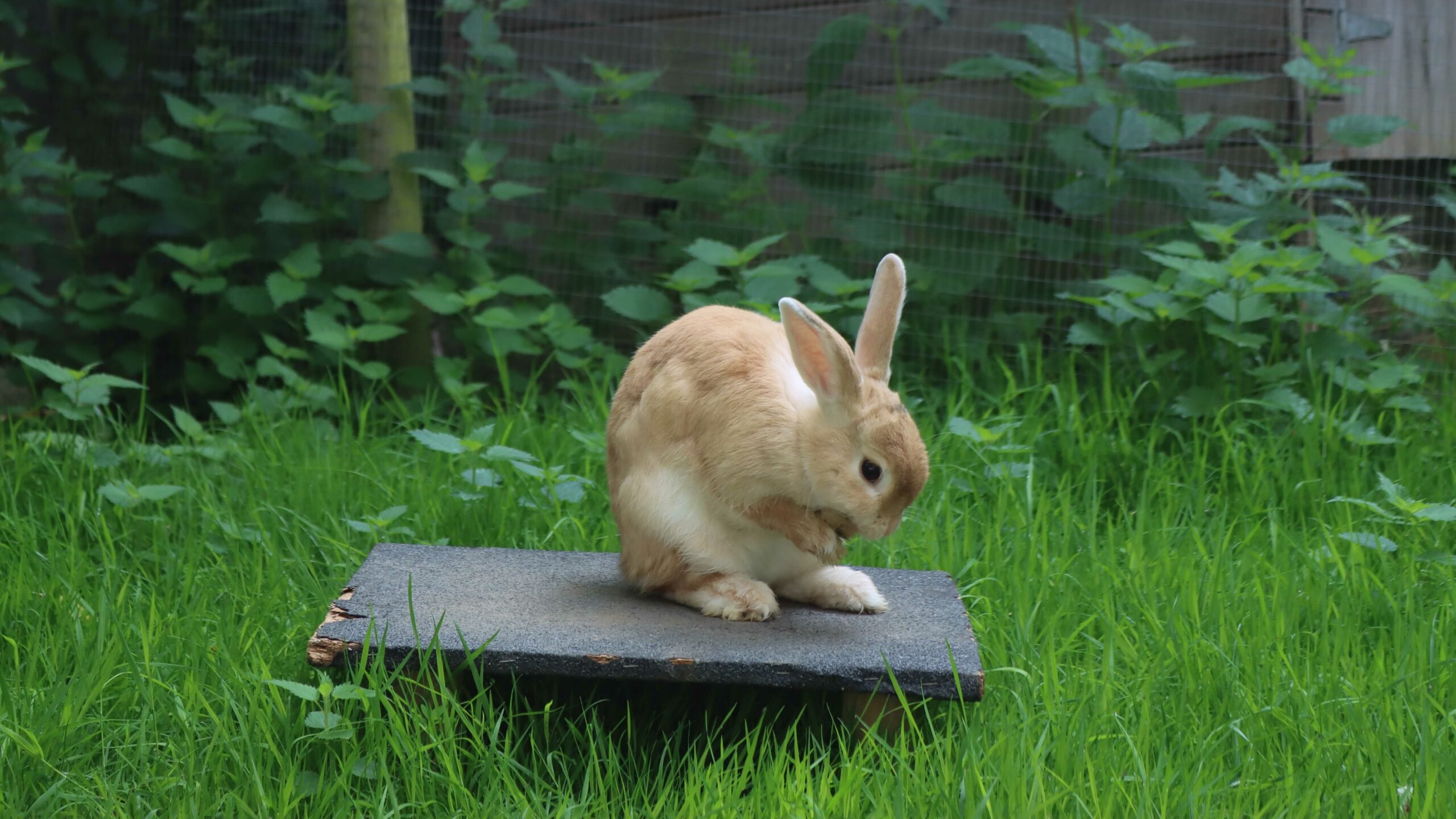 Meet the animals at Spring Lane - Canterbury College